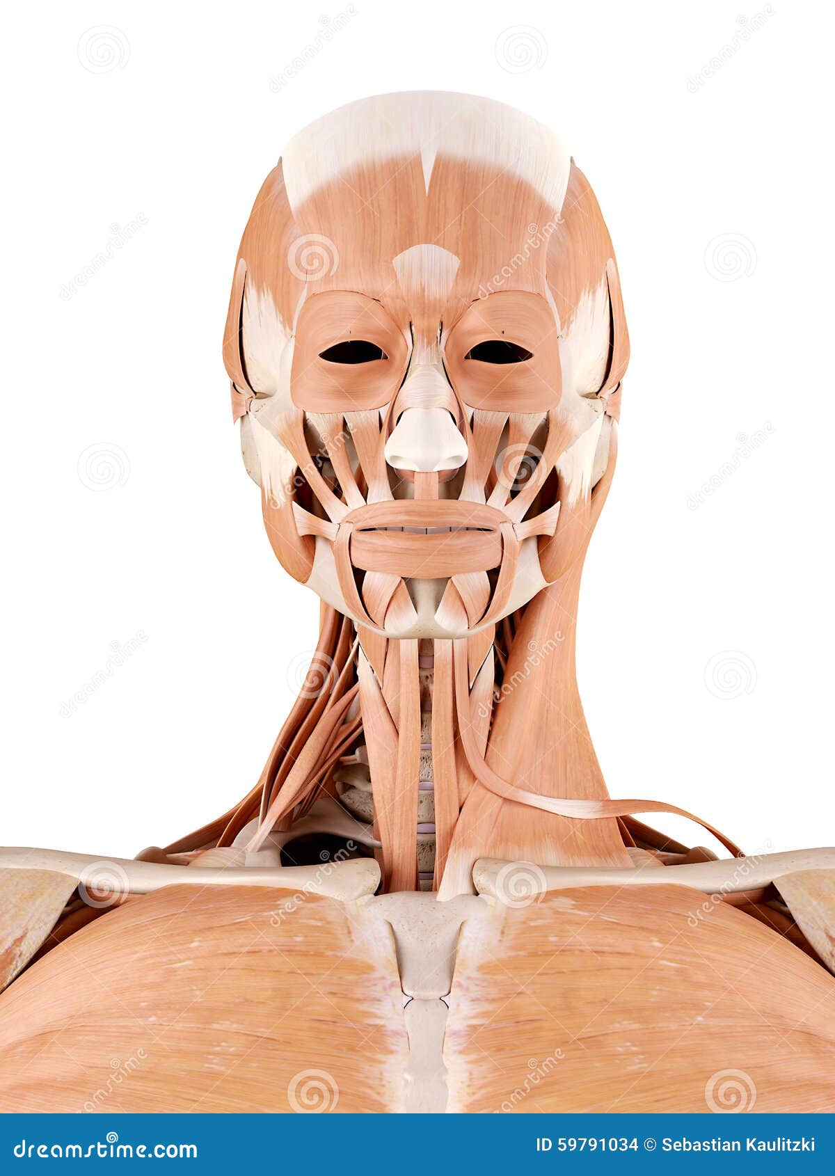 Illustration D'anatomie - Muscles De Cou Illustration Stock ...