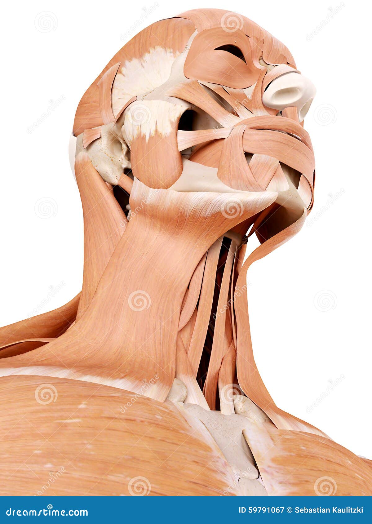 Illustration D'anatomie - Muscles De Cou Illustration Stock ...