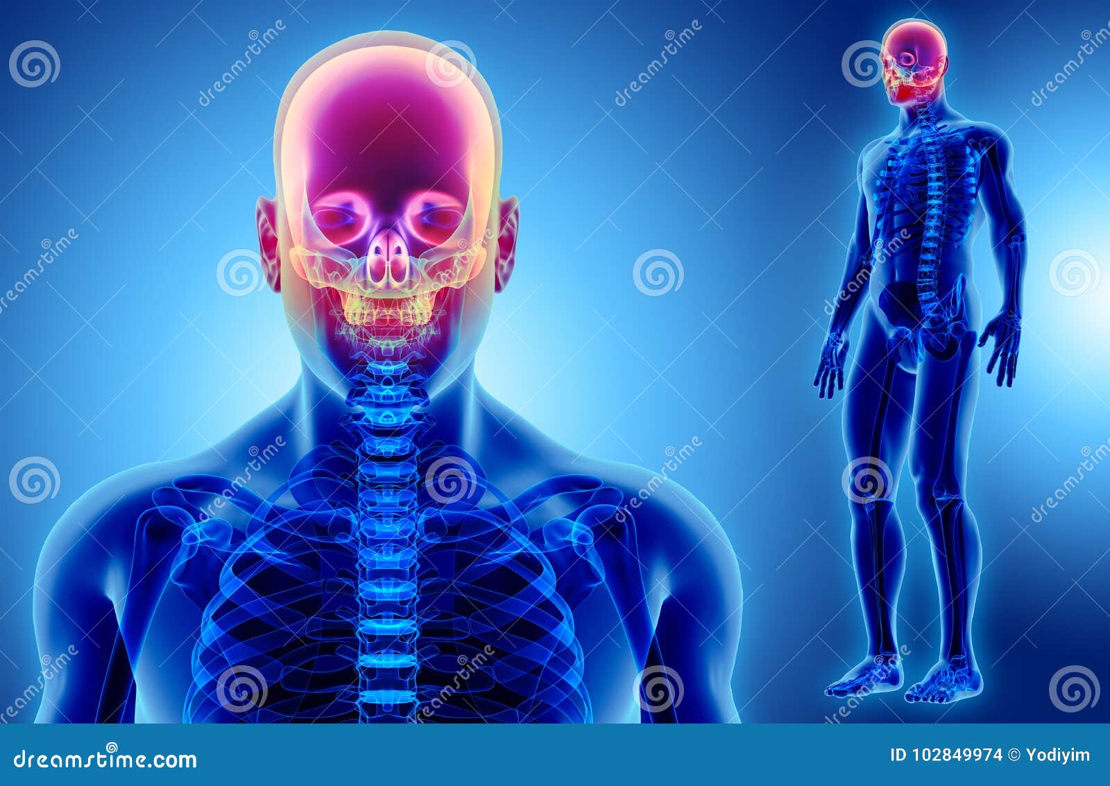 Illustration 3D Av Skallen, Medicinskt Begrepp Stock Illustrationer ...