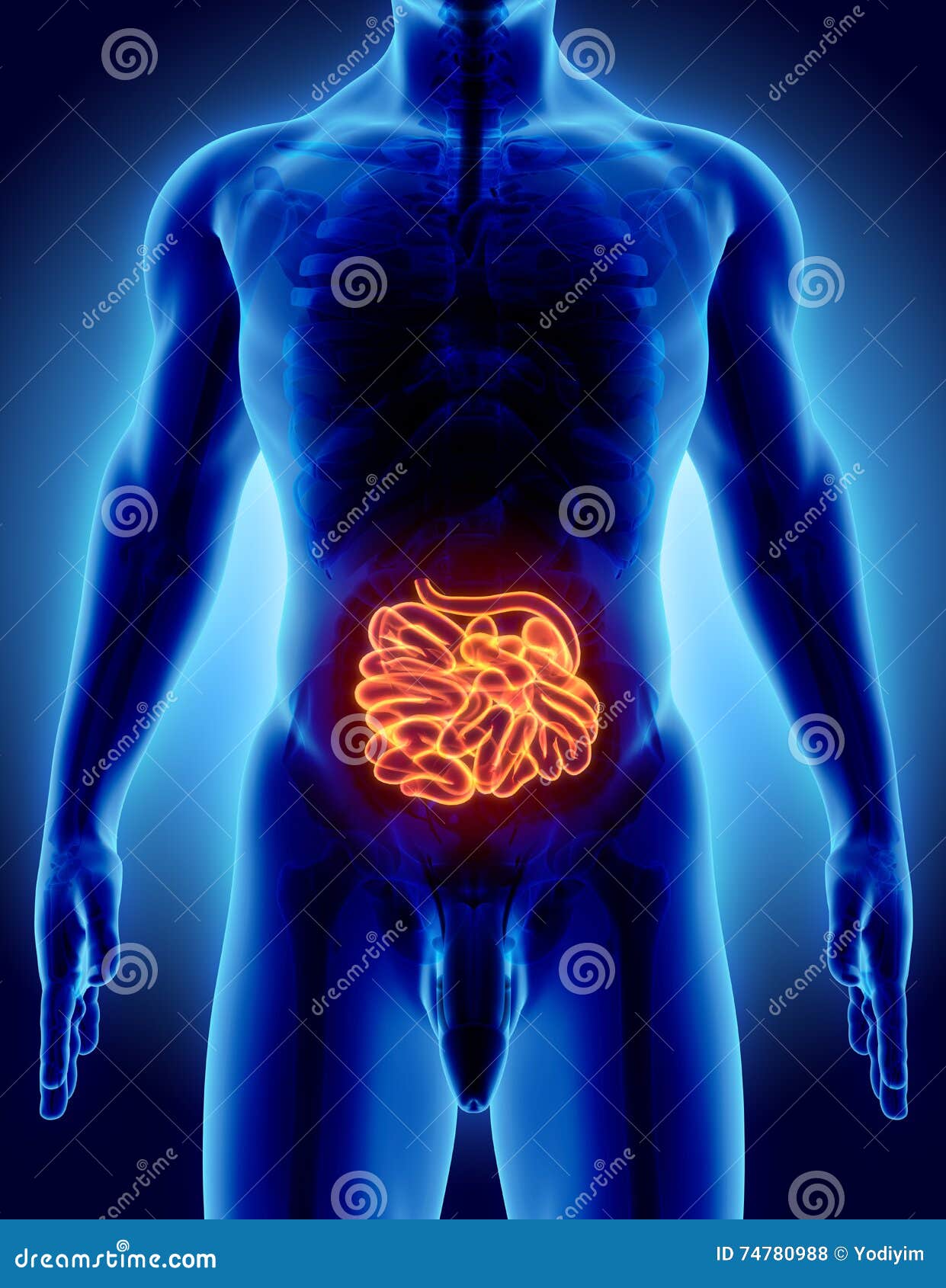 Illustration 3D D'intestin Grêle Illustration Stock - Illustration du ...