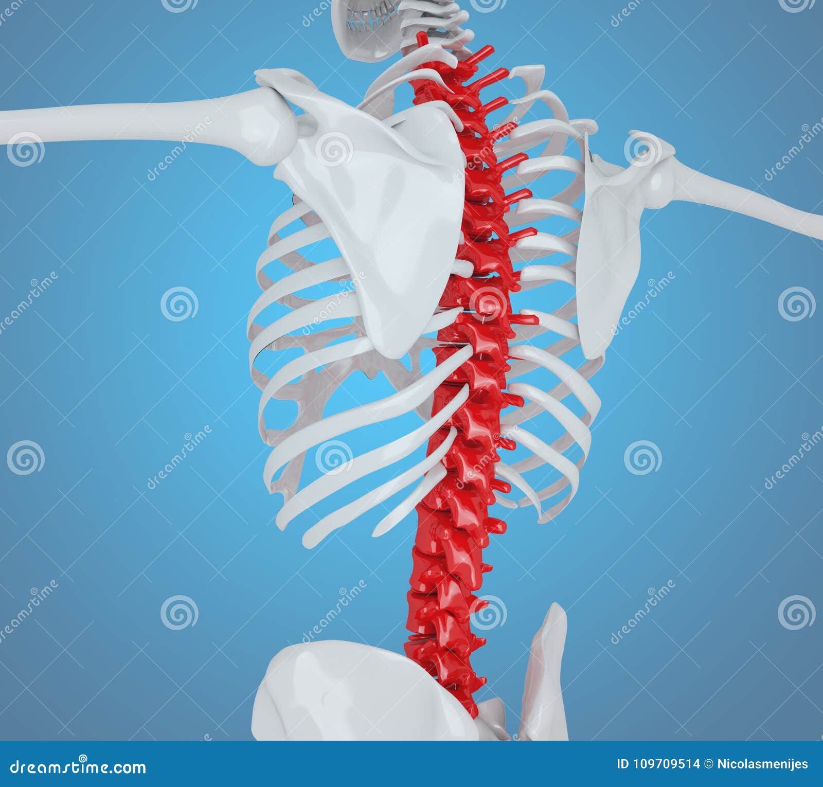 Illustration 3d De Dos Humain De Squelette Illustration Stock ...