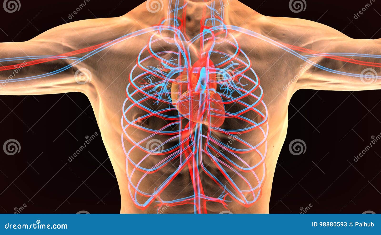 Illustration 3d De L'anatomie De Coeur De Corps Humain Illustration ...