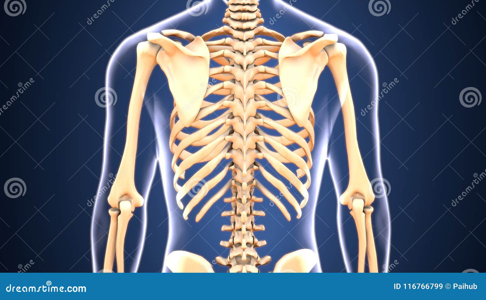 Illustration 3d De L'anatomie De Dos De Squelette Illustration Stock ...