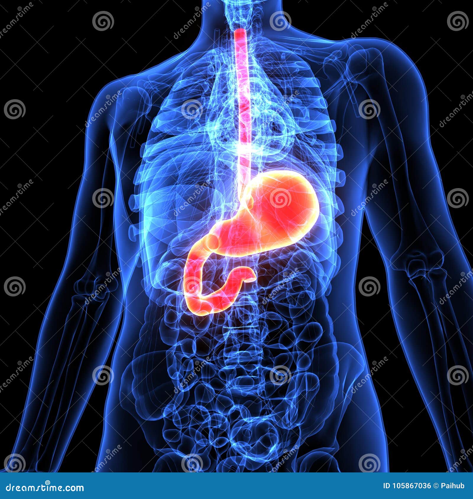 Illustration 3d De L'anatomie D'estomac De Corps Humain Illustration ...