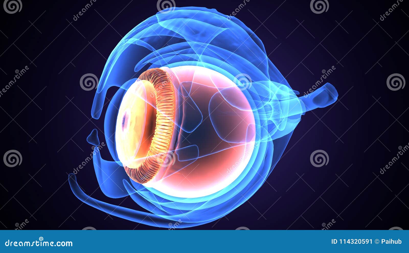 Illustration 3d De L'anatomie D'oeil De Corps Humain Illustration Stock ...