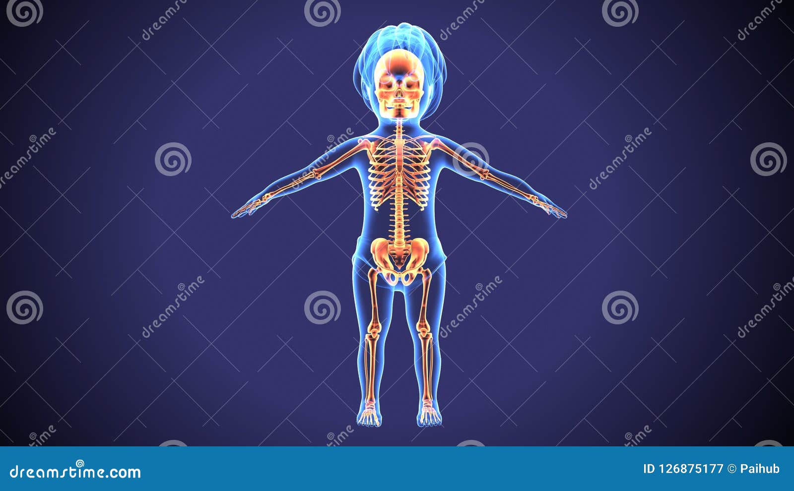 Illustration 3d De L'anatomie De Squelette De Bébé Illustration Stock ...