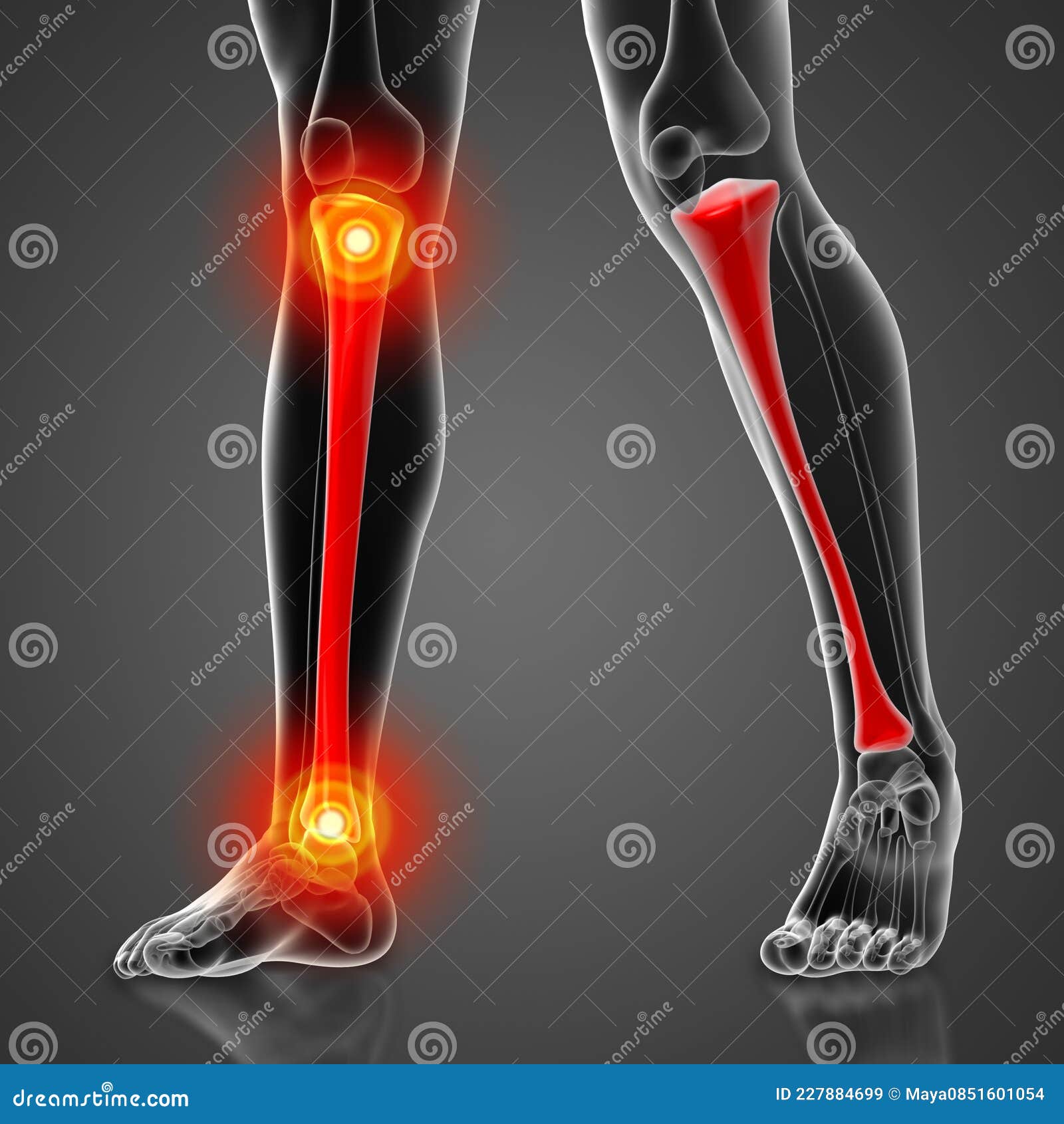 Illustration 3d De L'os Tibia Illustration Stock - Illustration du ...
