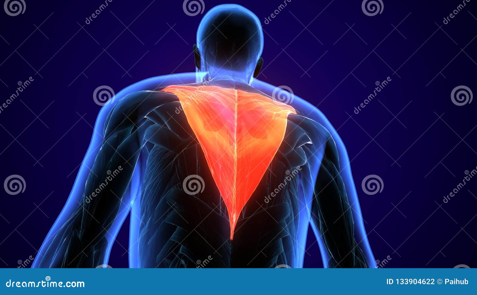 Illustration 3D De Pièce De Trapezius D'anatomie De Muscle Illustration ...