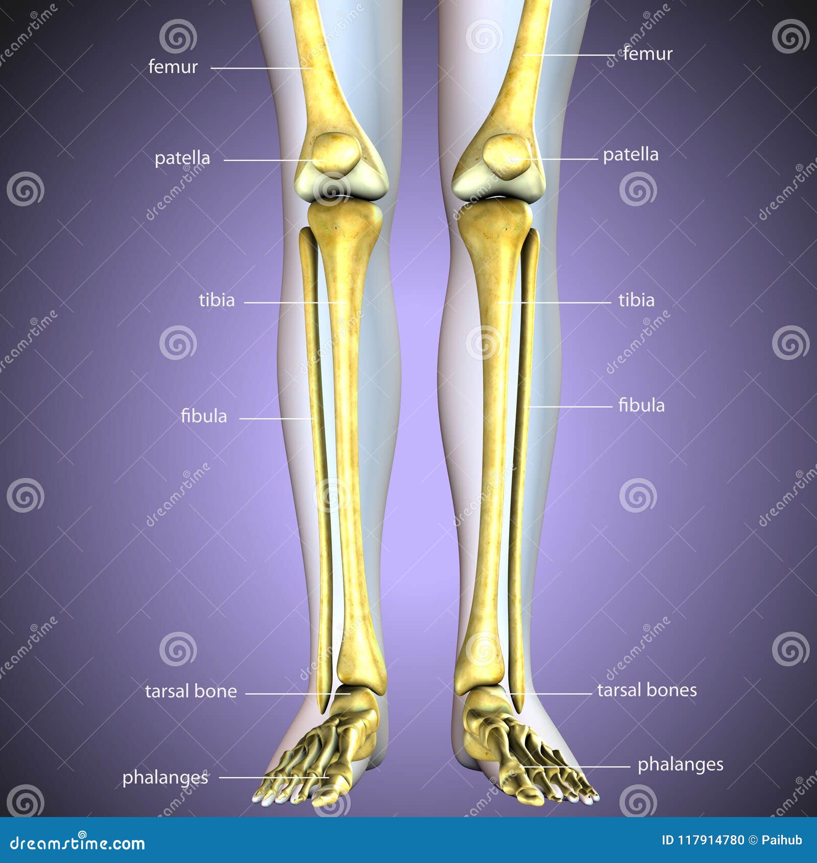 Illustration 3d Der Skeleton Beinknochenanatomie Stock Abbildung ...