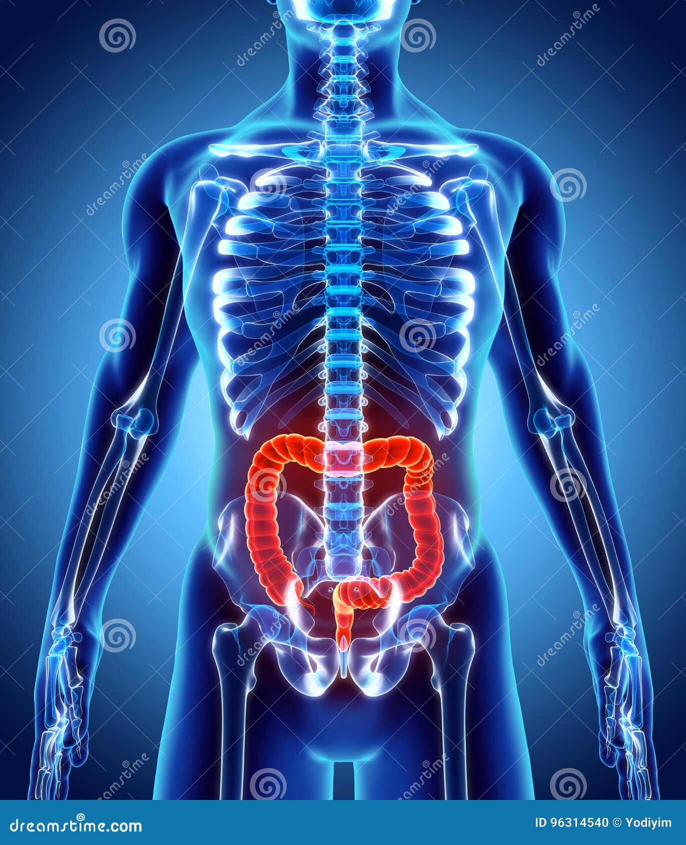 Illustration 3D Des Dickdarms Stock Abbildung - Illustration von ...