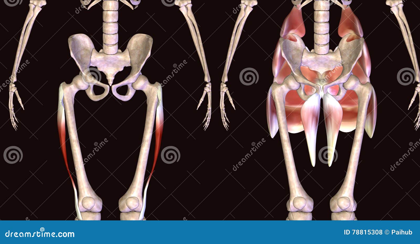 Illustration 3d Des Muscles De Hanche De Corps Humain Illustration ...