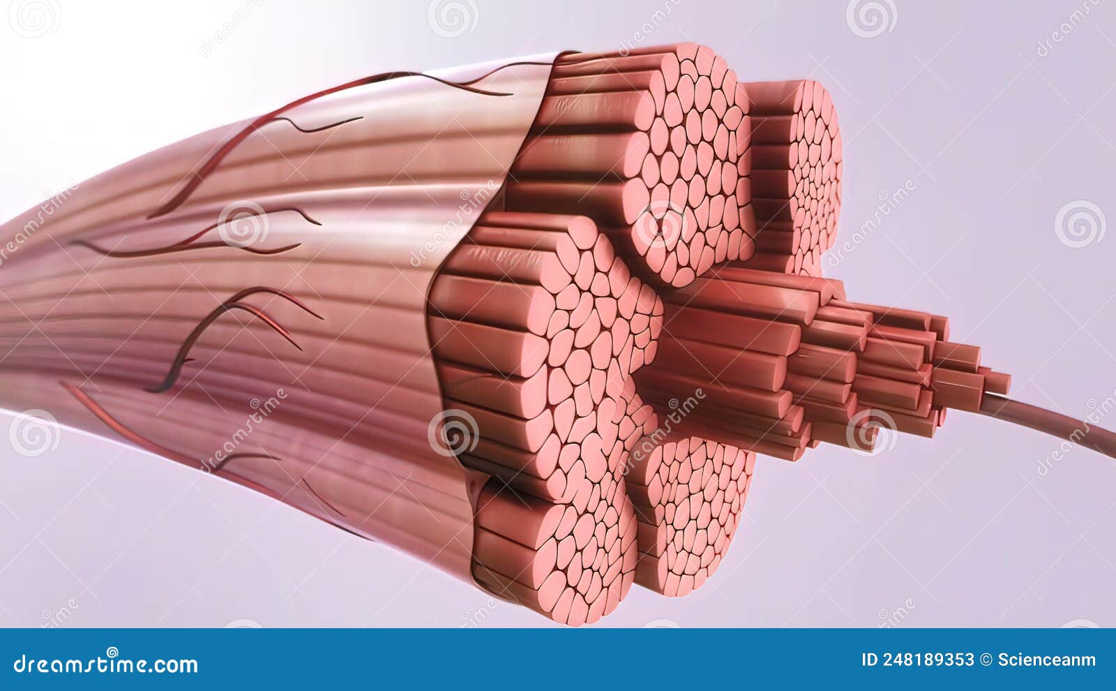 Illustration 3d Des Muscles Et Du Tendon Illustration Stock ...