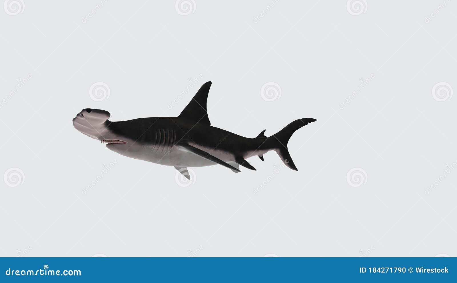 Scalloped Hammerhead Shark Or Sphyrna Lewini Front View Retro Woodcut ...