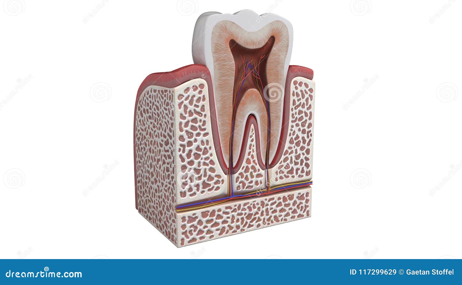 Illustration 3D D'une Anatomie De Dent Illustration Stock ...