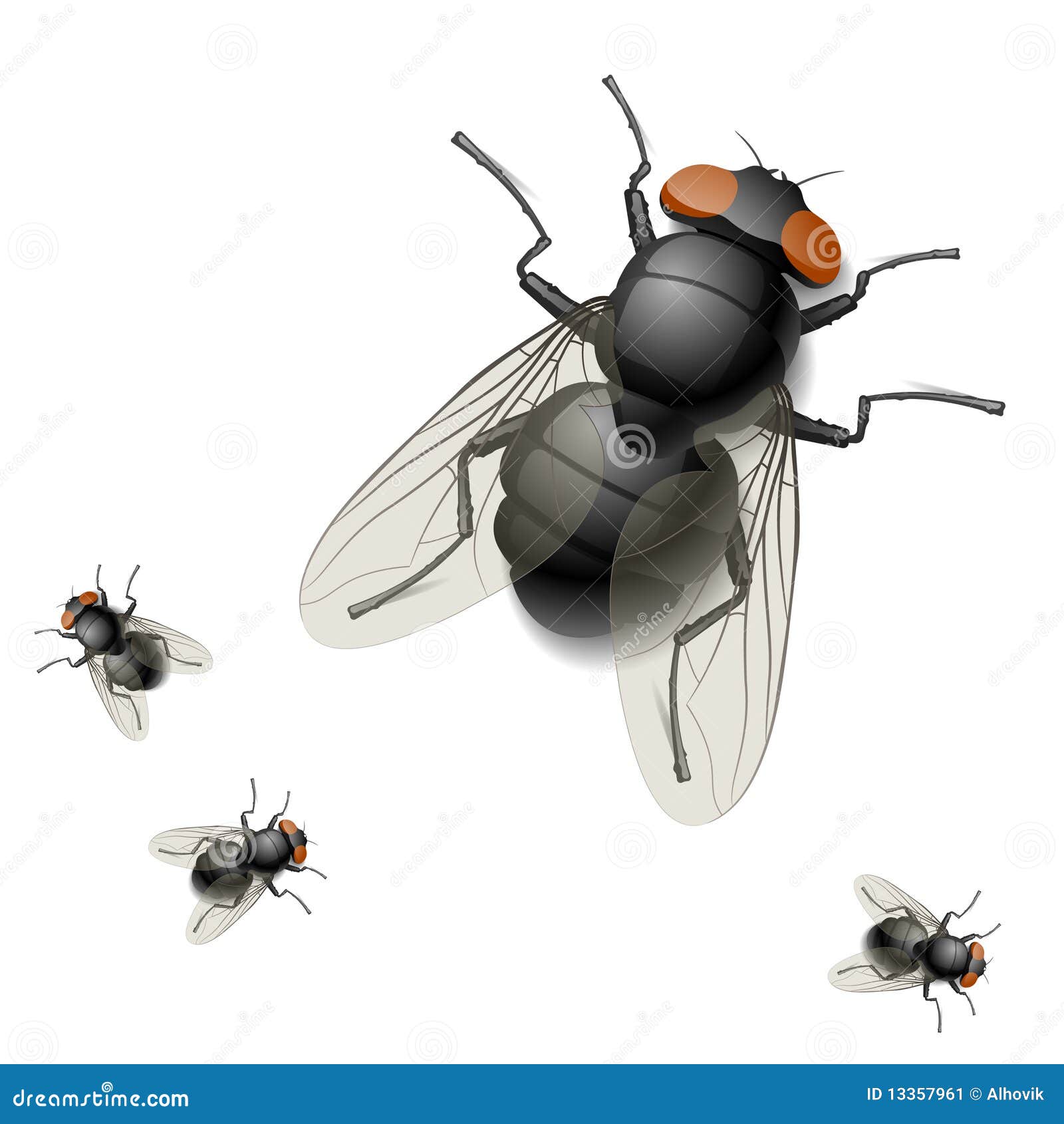 Illustration D'une Mouche Domestique Illustration de Vecteur ...