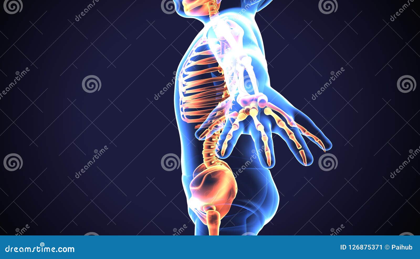 Illustration 3d Von Babyskelettanatomie Stock Abbildung - Illustration ...