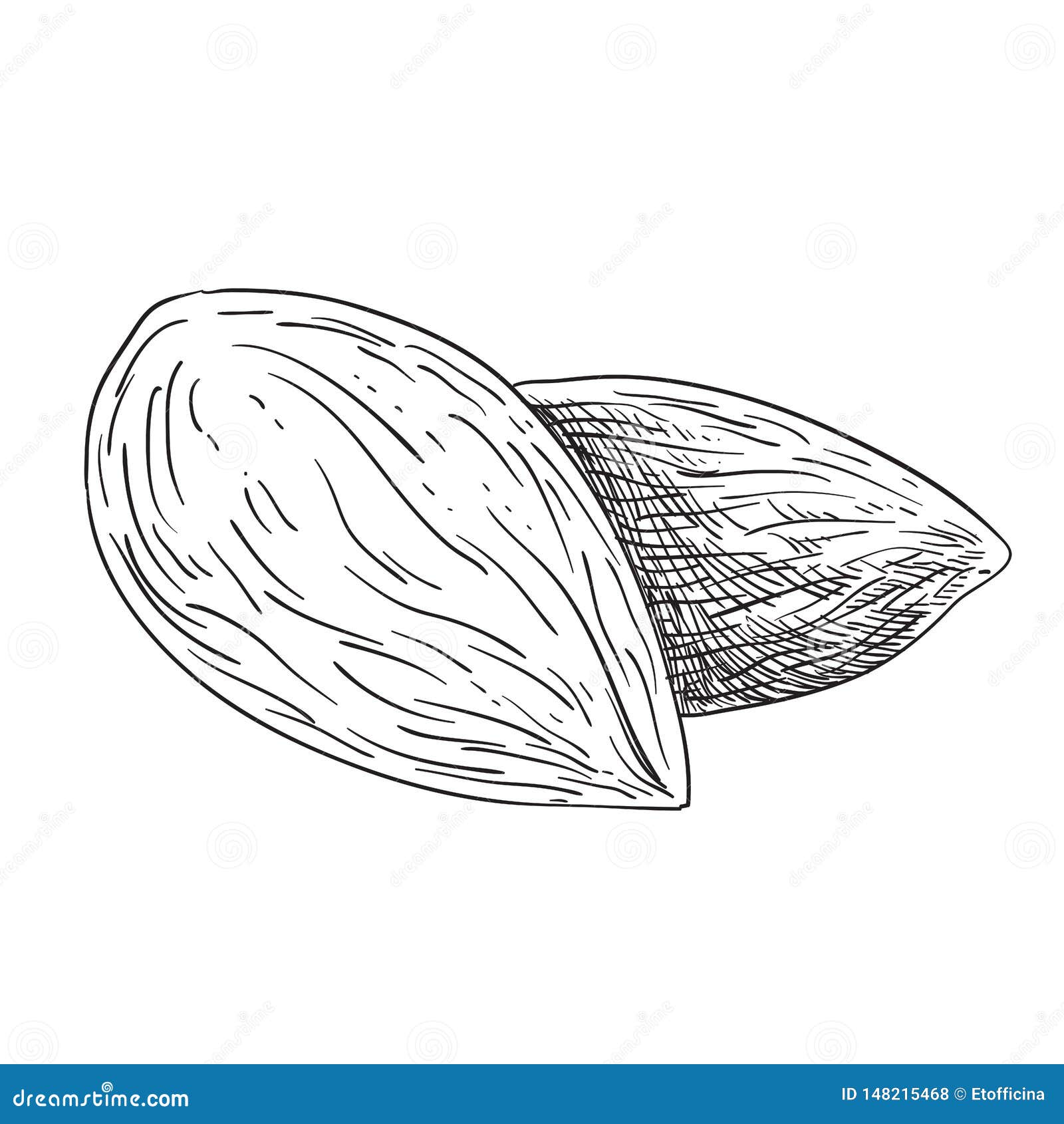 Illustration De 2 Amandes - Noire Et Blanche Illustration de Vecteur ...