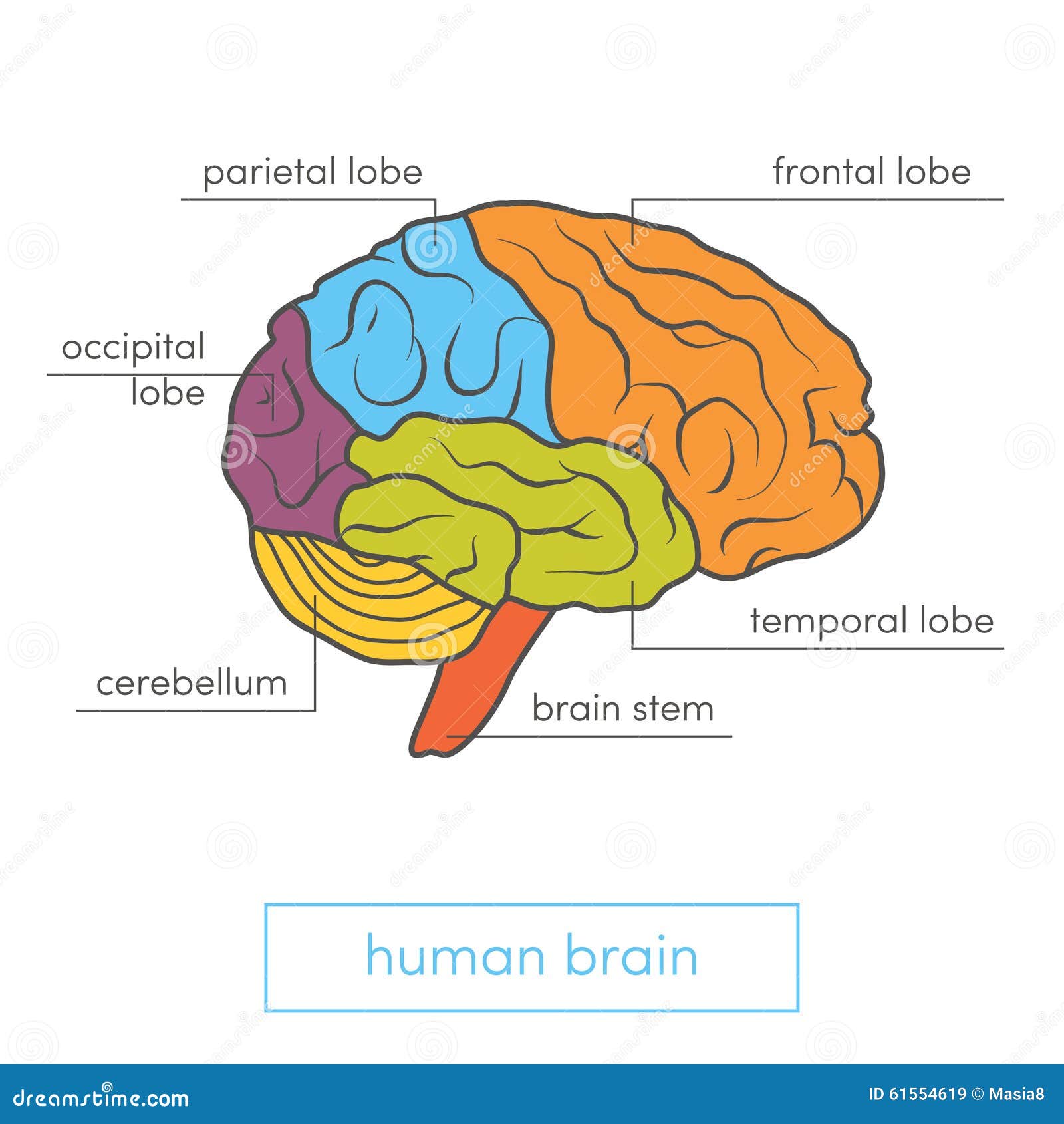 Illustration De Cerveau Humain Illustration Stock - Illustration du ...