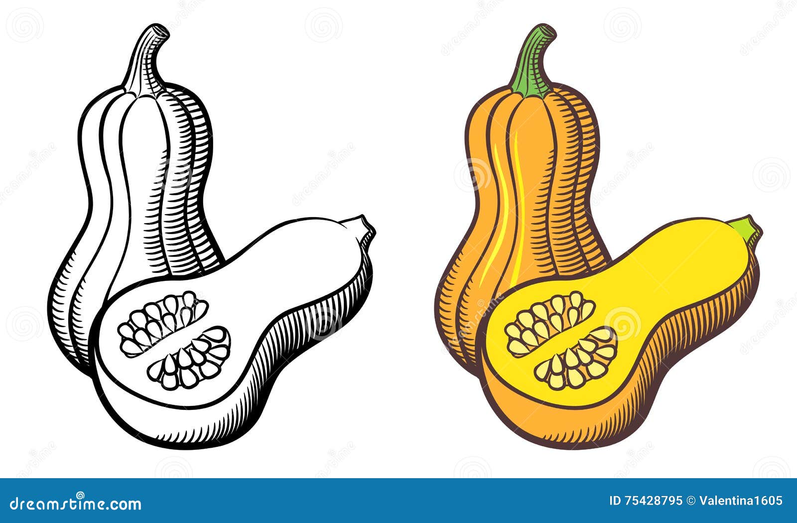 Illustration De Courge De Butternut Illustration de Vecteur ...