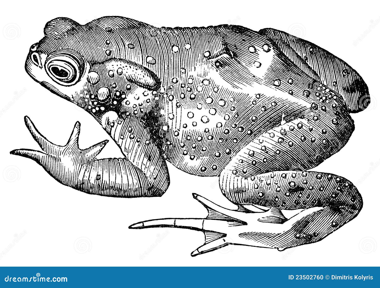 Crapaud Fou Stock Illustrations, Vecteurs, & Clipart – (25,080 Stock ...