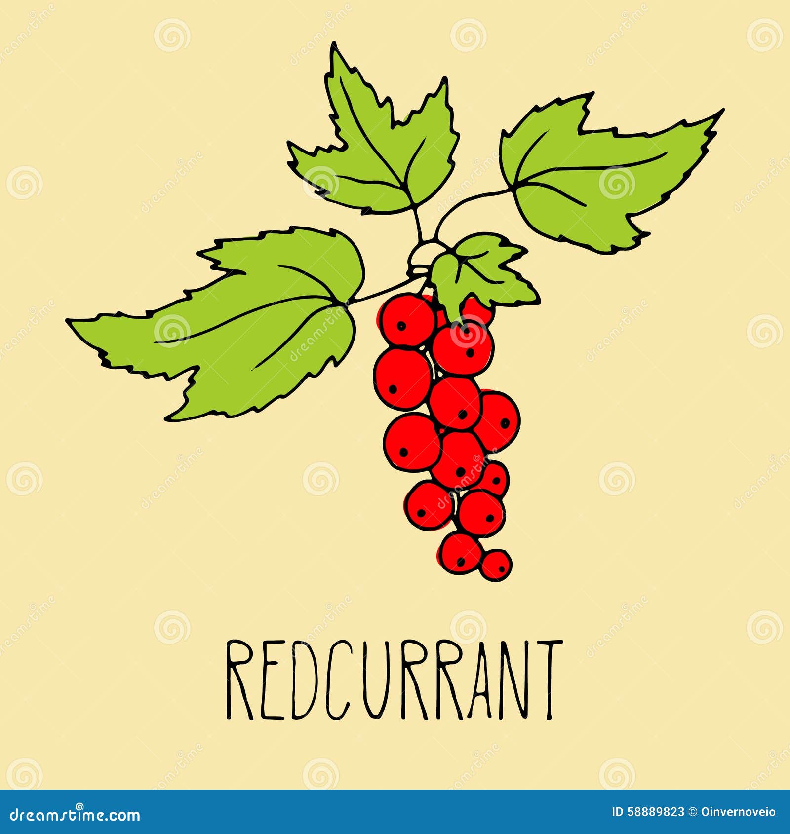 Illustration De Dessin De Main De Groseille Rouge Illustration de ...