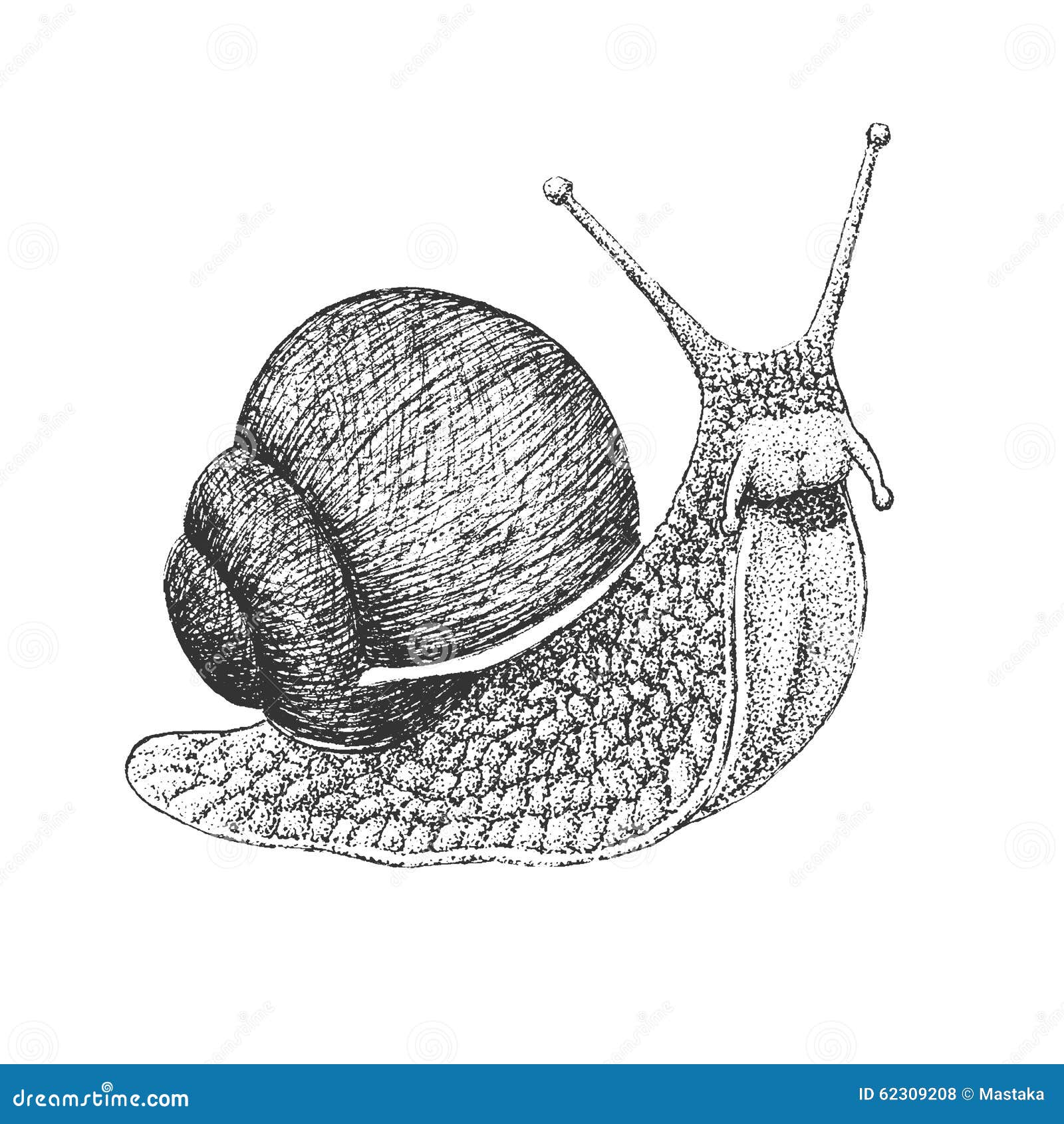 Illustration De Gravure D'escargot Illustration de Vecteur ...