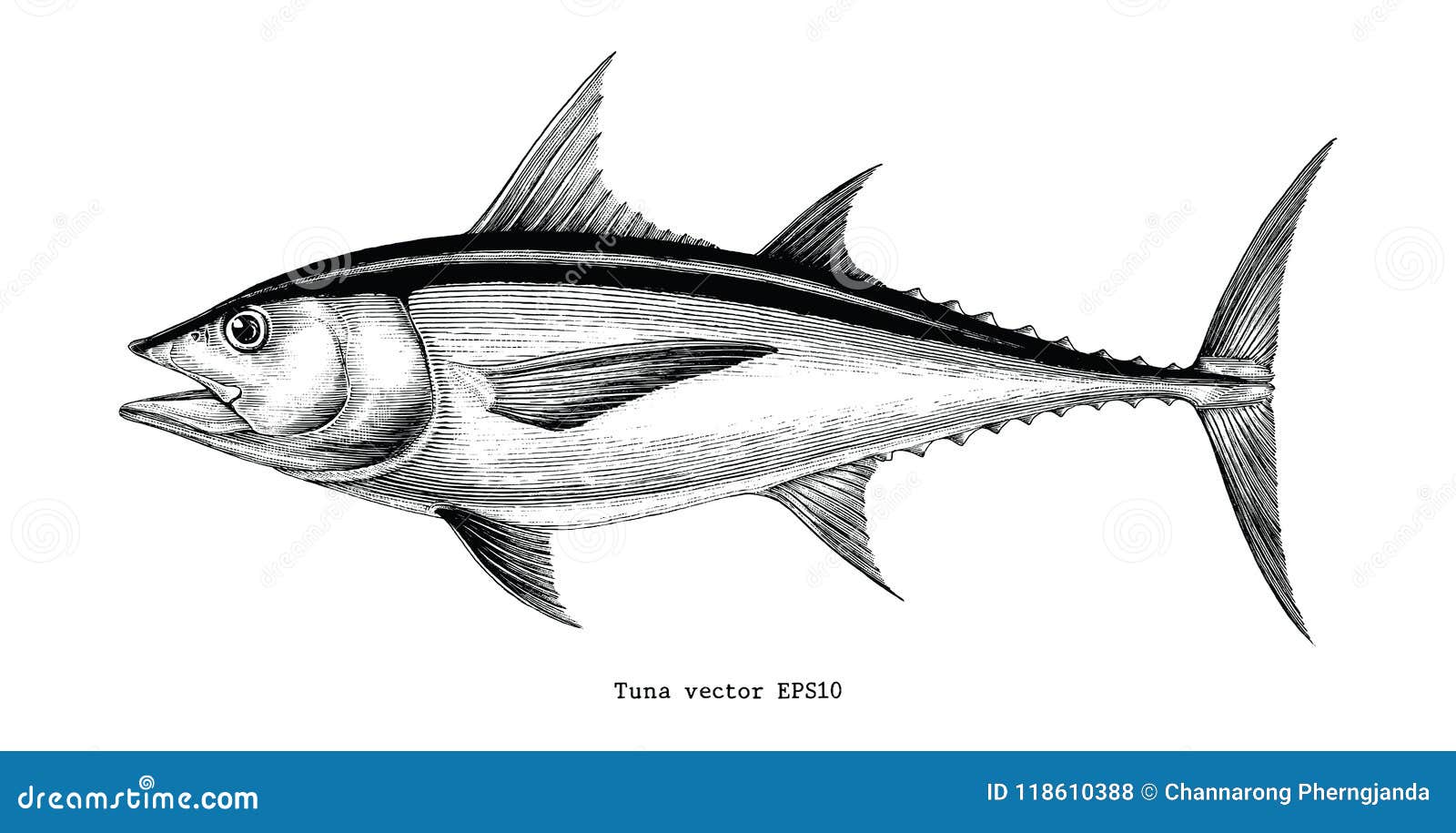 Illustration De Gravure De Vintage De Dessin De Main De Thons ...