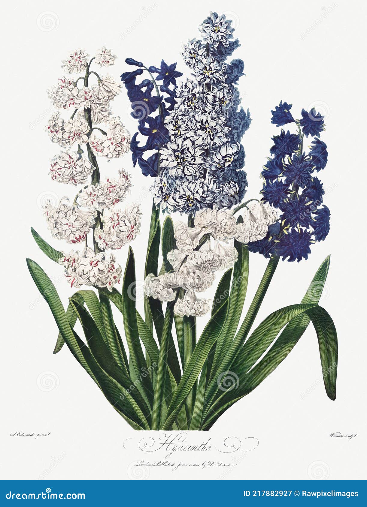 Illustration de jacinthes illustration stock. Illustration du john ...