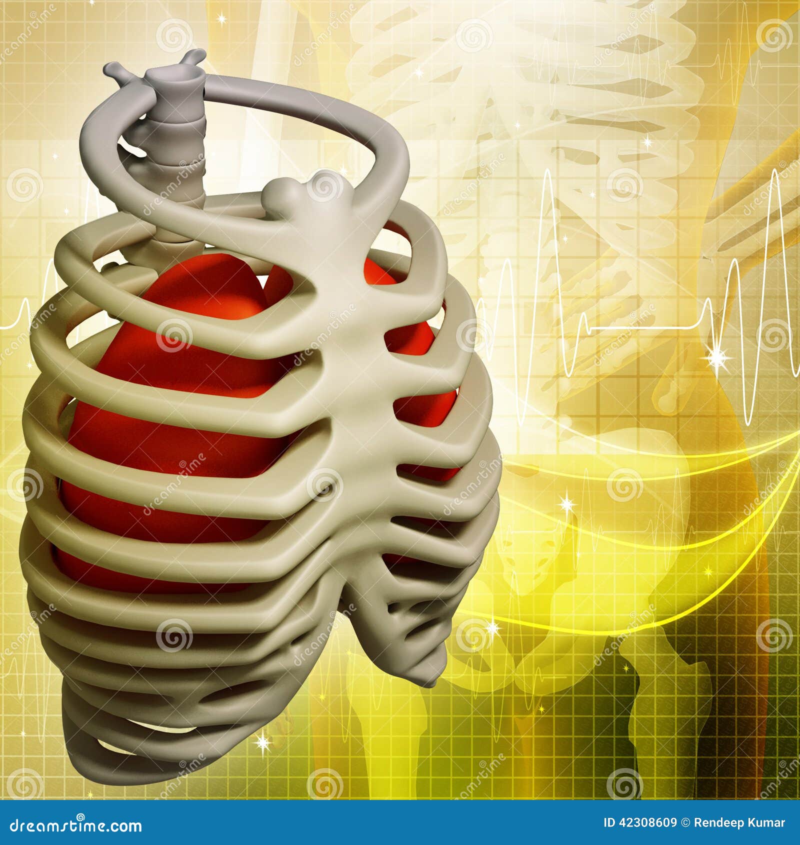 Illustration De La Cage Thoracique Illustration Stock - Illustration du ...