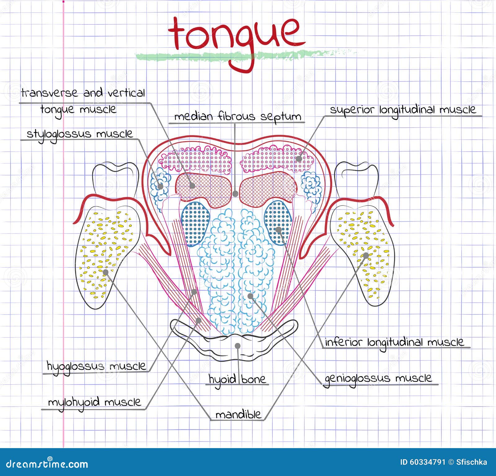 Illustration De La Langue D'humain De Structure Illustration de Vecteur ...