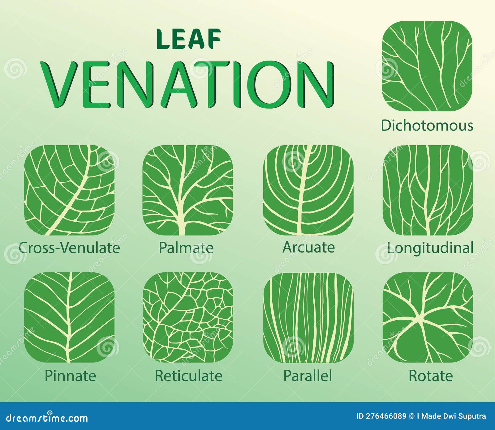 Illustration De La Venation Des Feuilles Illustration de Vecteur ...