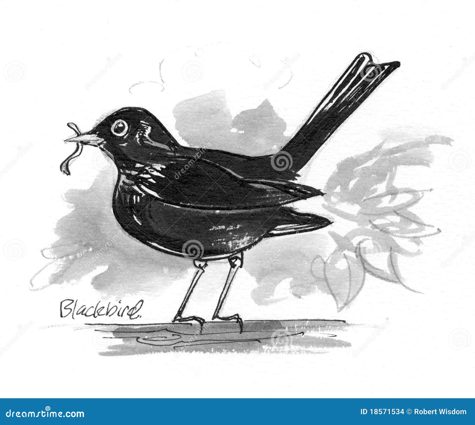 Illustration de merle illustration stock. Illustration du noir - 18571534