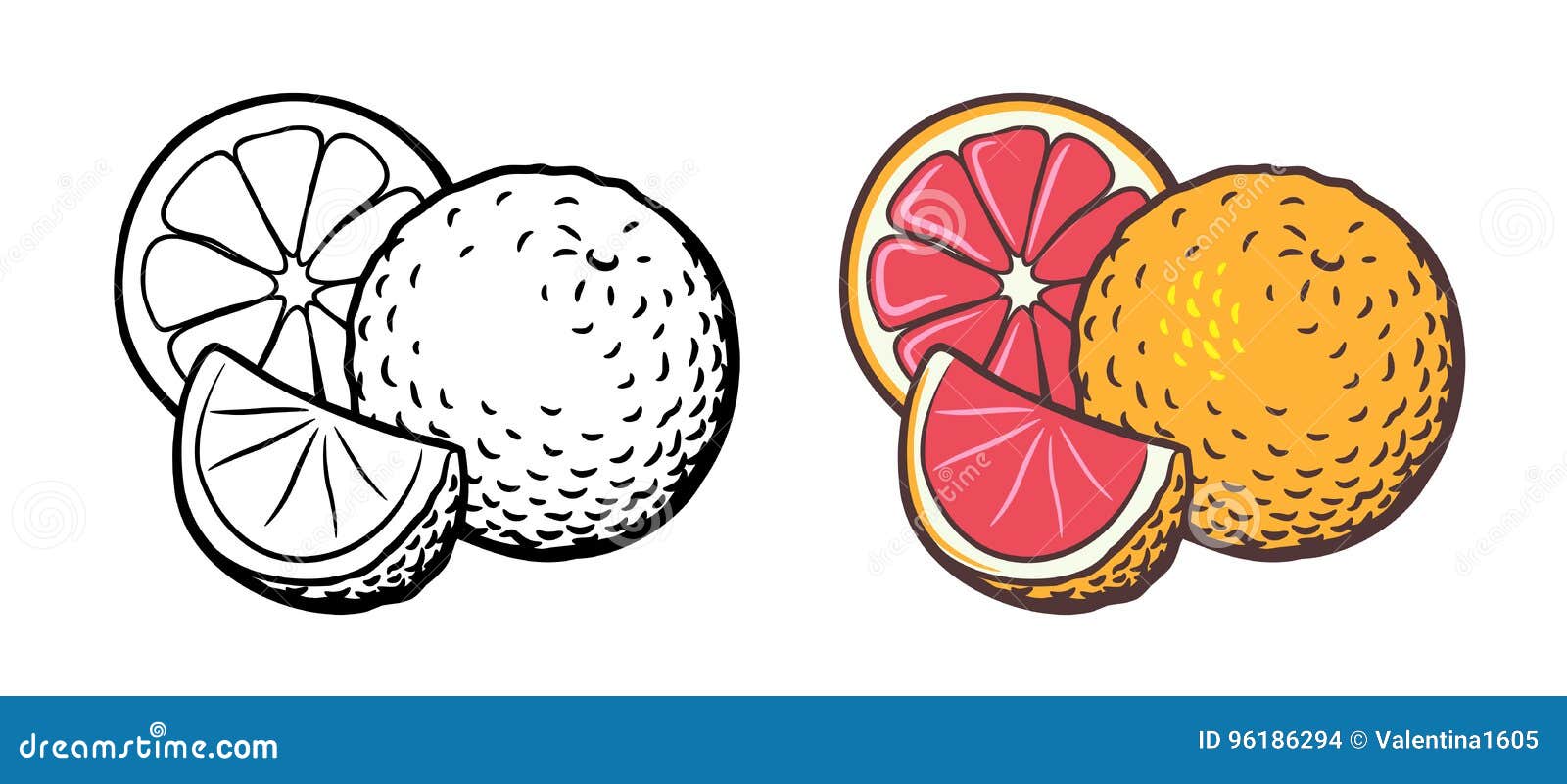 Illustration De Pamplemousse Illustration de Vecteur - Illustration du ...