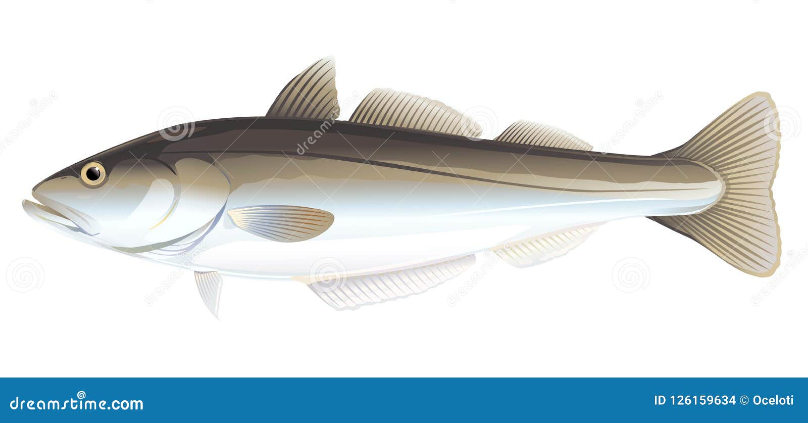 Illustration De Poissons De Colin Illustration de Vecteur ...