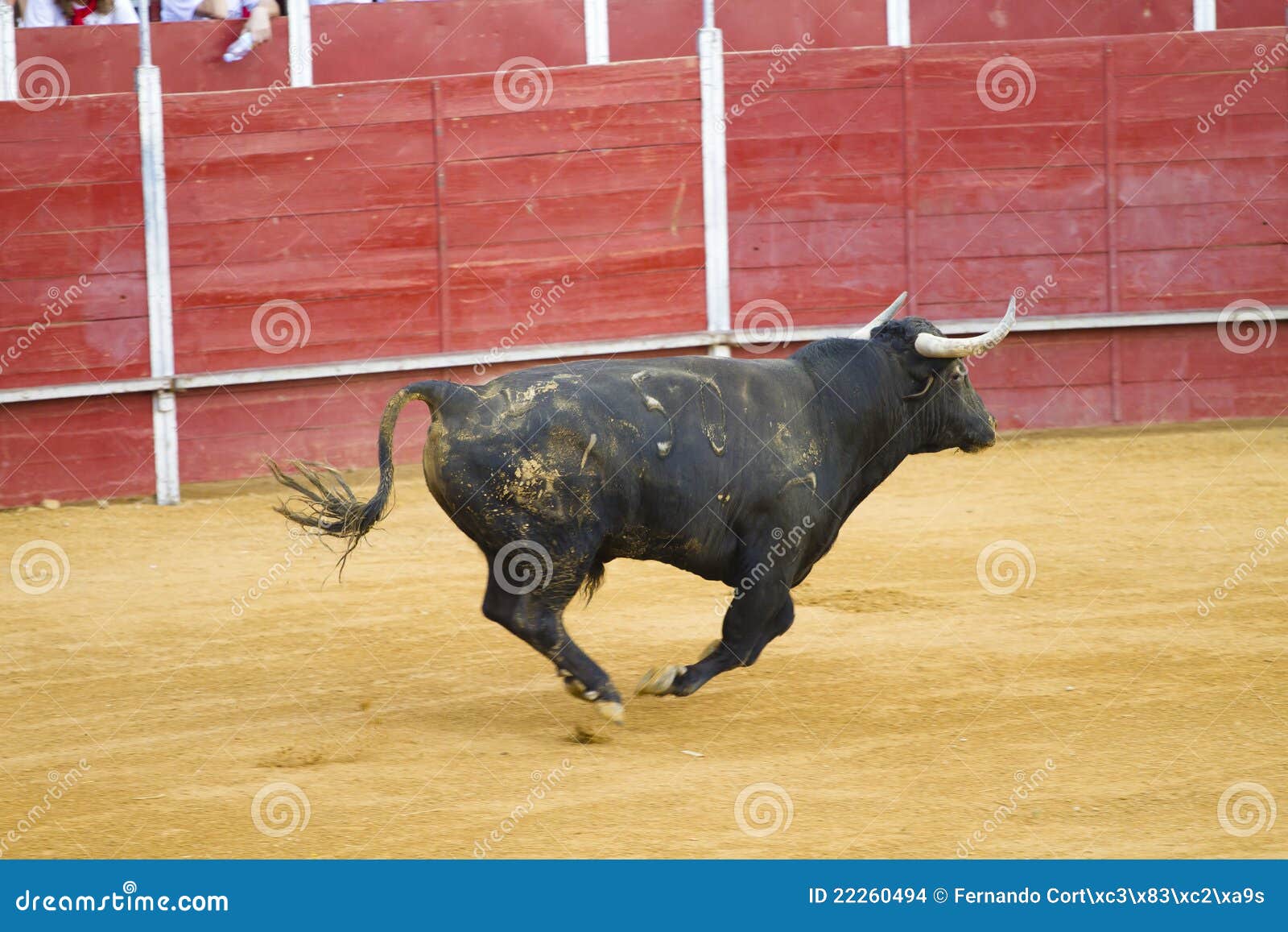Illustration De Taureau De Combat D'Espagne. Taureau Noir Photo stock ...