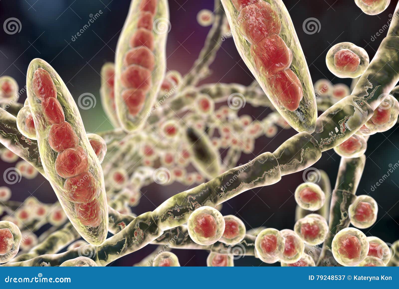 Illustration De Trichophyton De Champignons Illustration Stock ...