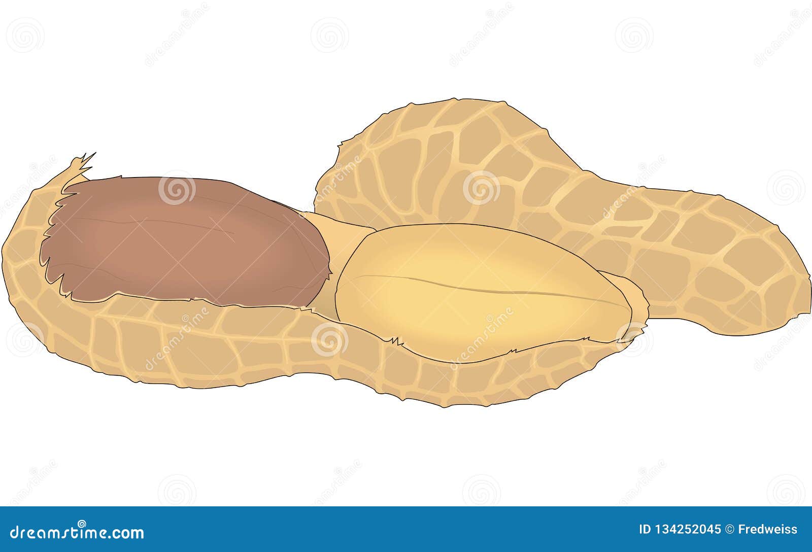 Illustration De Vecteur D'arachides Illustration de Vecteur ...