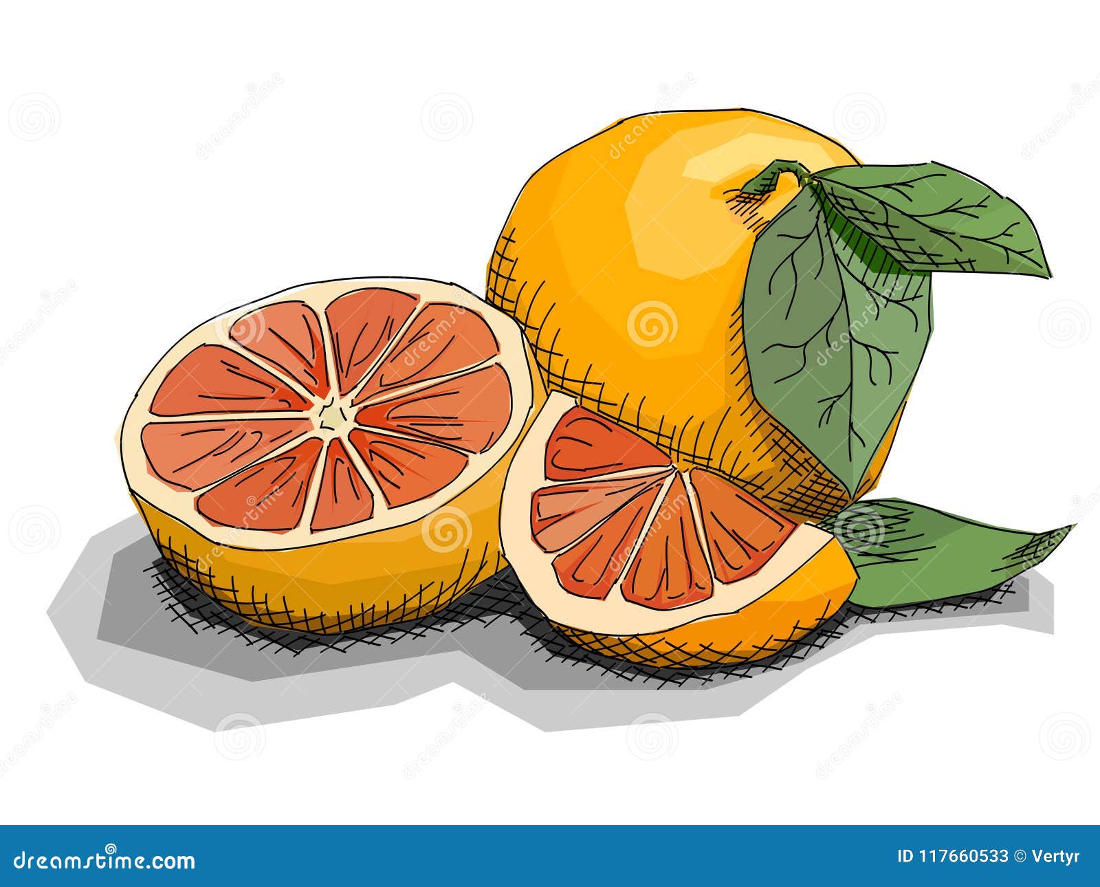 Illustration De Vecteur Des Pamplemousses De Fruit De Dessin ...