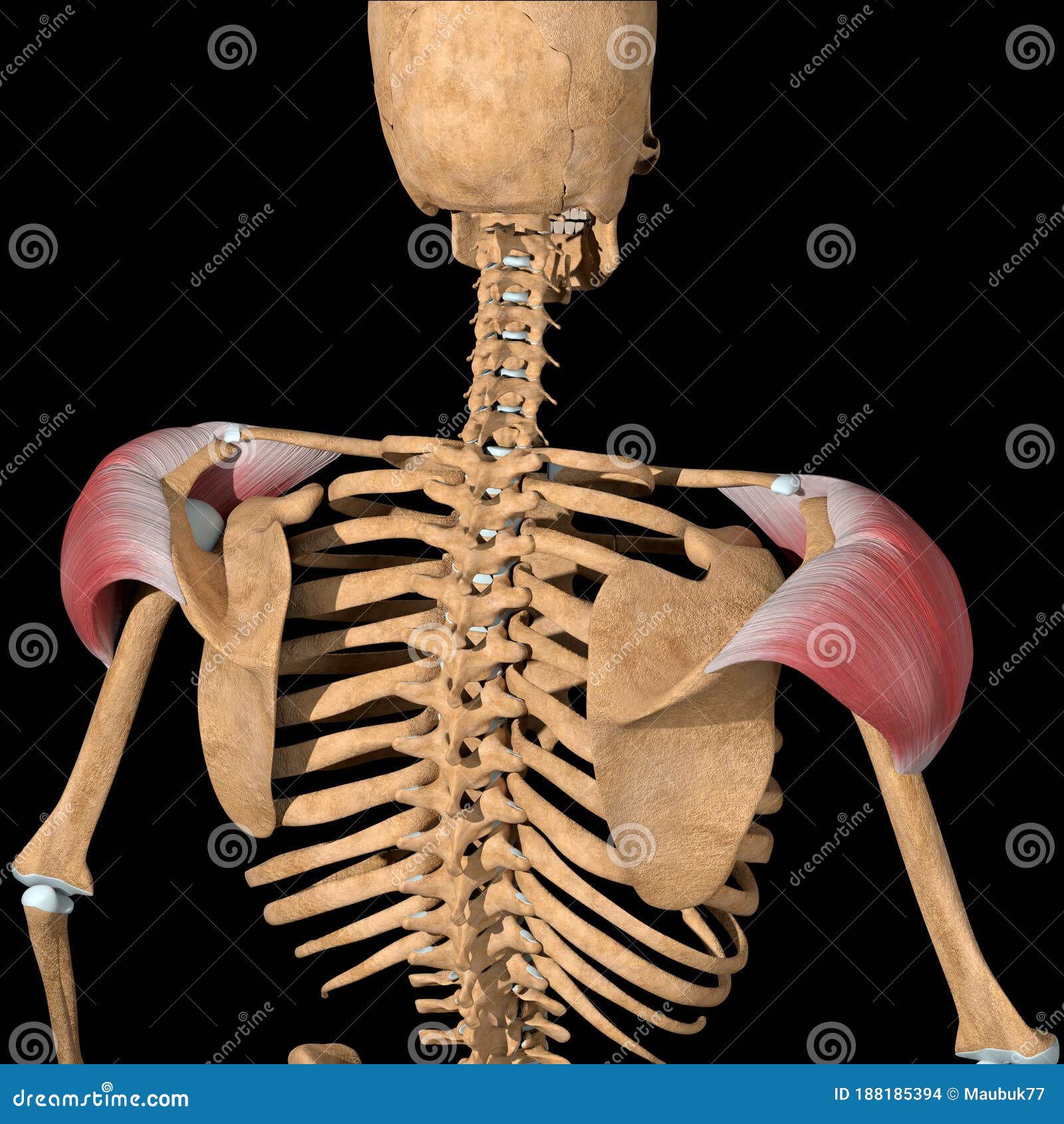 Illustration of the Deltoid Muscles Back View Stock Illustration ...