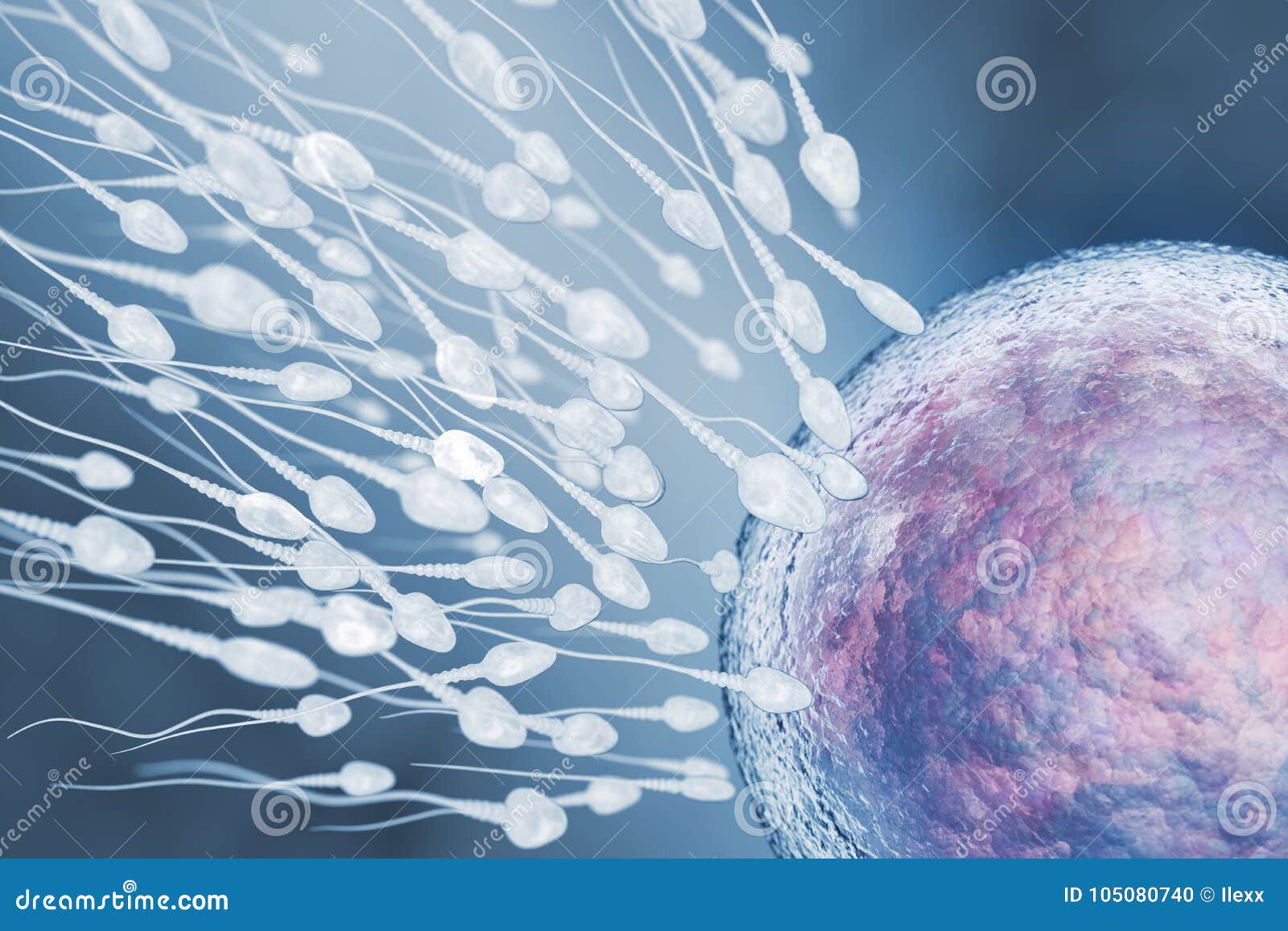 Illustration Der Samenzellen- Und Eizelle Stock Abbildung ...
