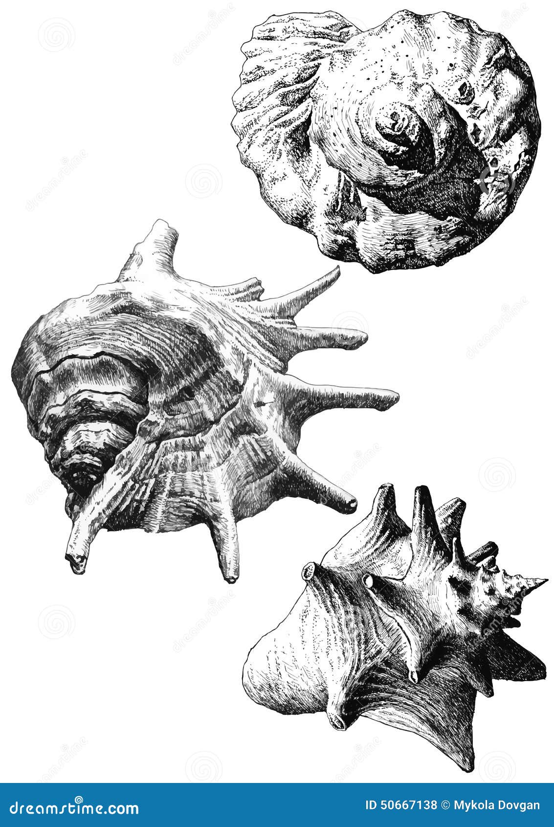 Illustration with Different Realistic Seashells Stock Vector ...