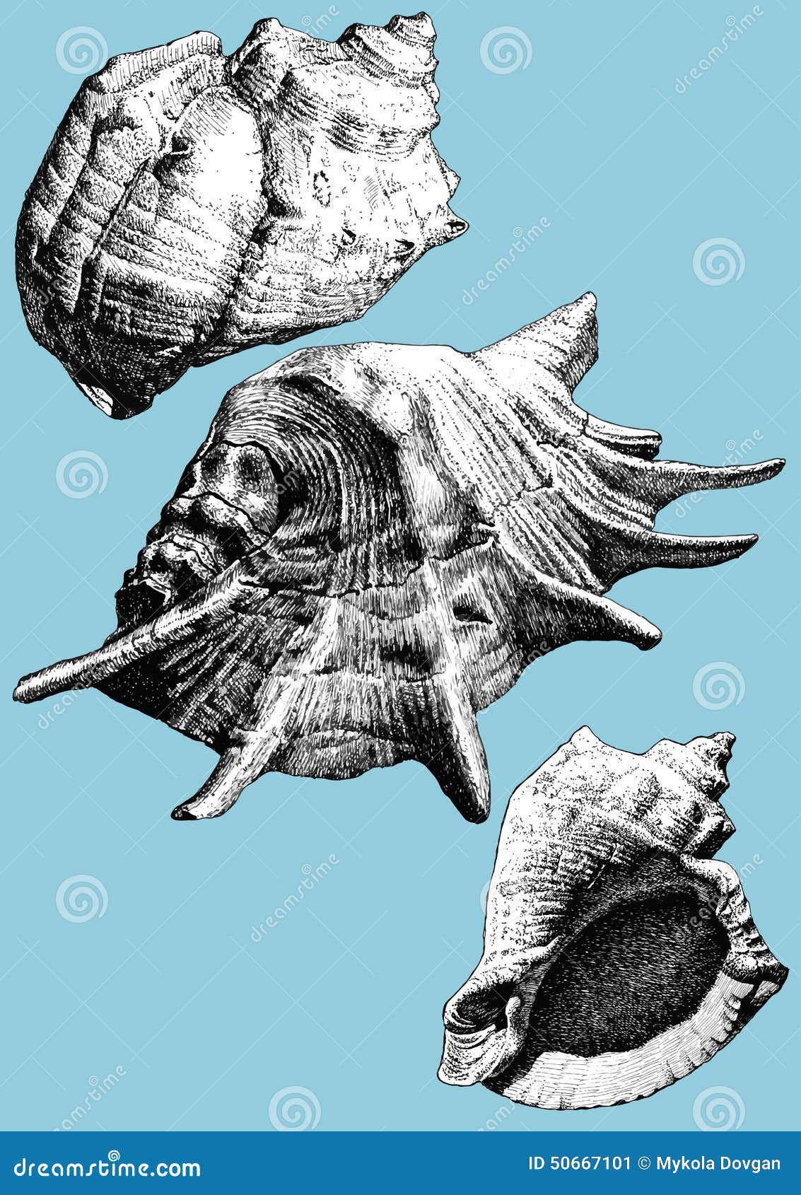 Realistic Shells Stock Illustrations – 614 Realistic Shells Stock ...