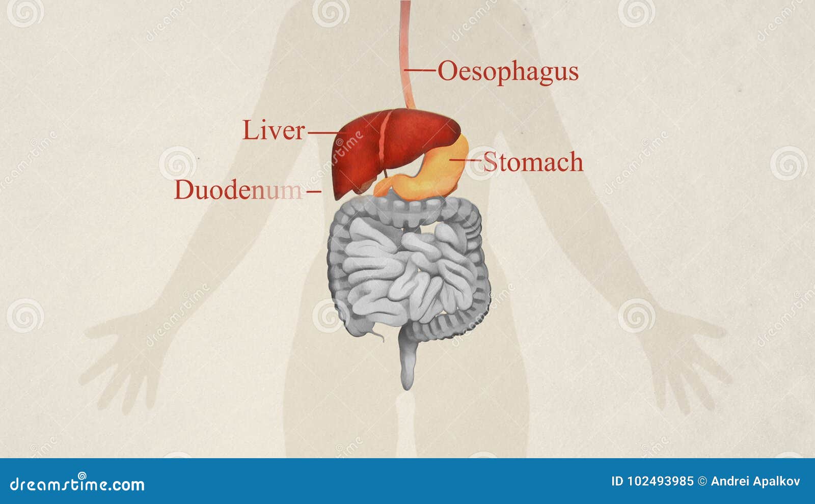 Illustration of the Digestive System Labelled Stock Video - Video of ...