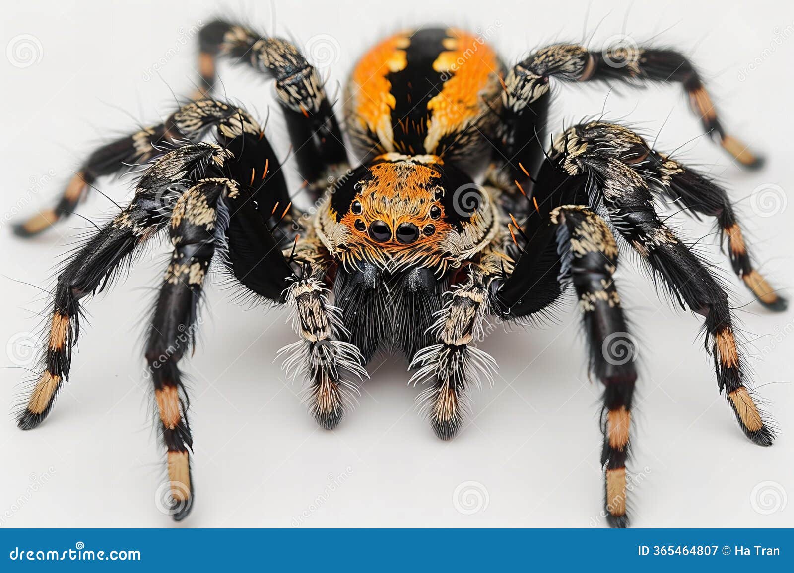 Orange Spider With Smiley, Cute Halloween And Friendly Arachnid Png ...