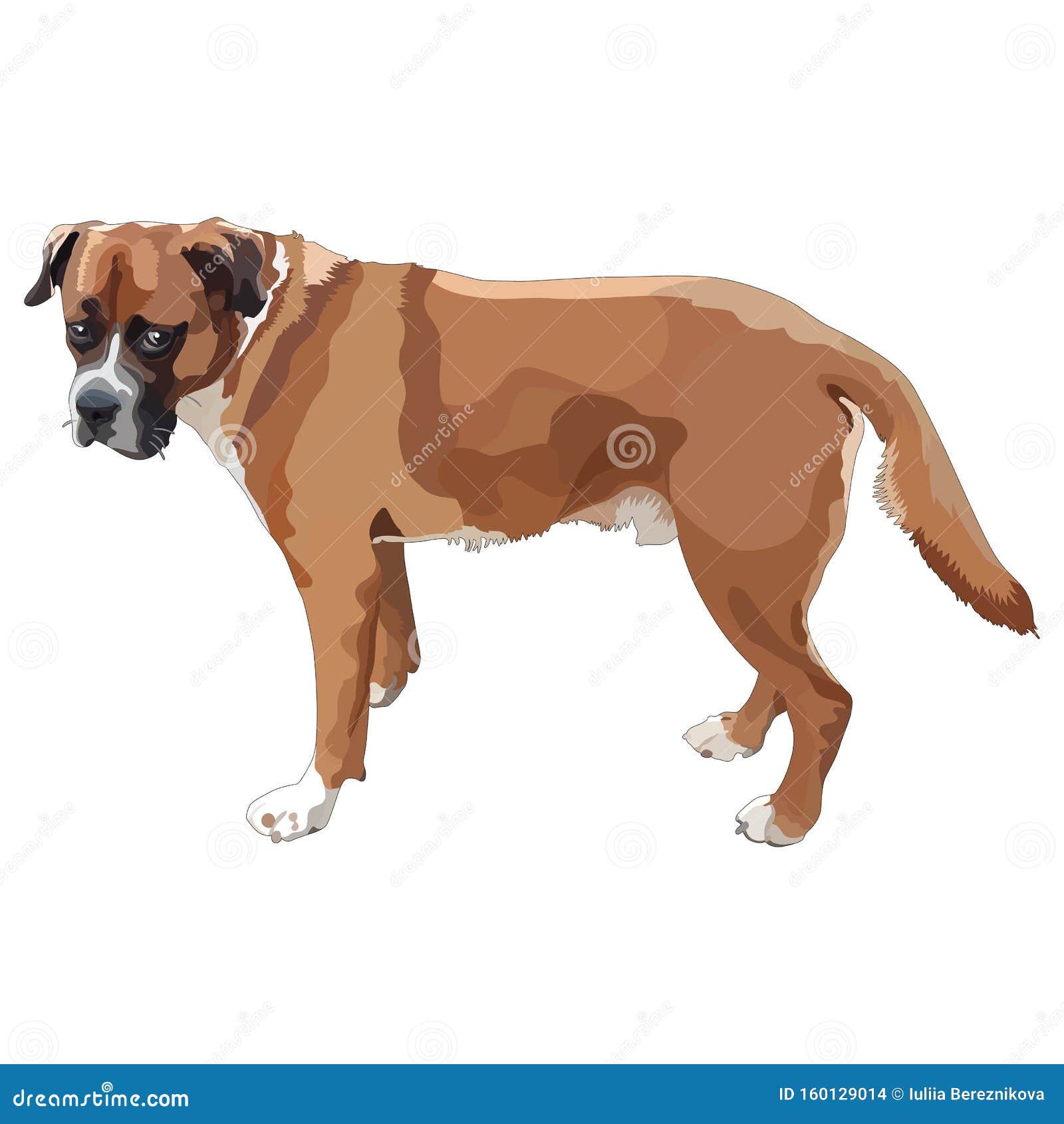 Boxer Dog. Vector Illustration Stock Vector - Illustration of canine ...