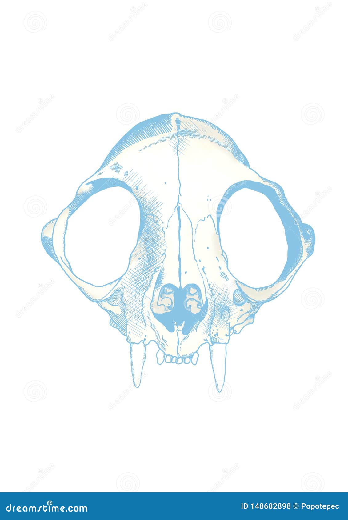 Illustration of Dog Skull with Teeth Enface. Stock Illustration ...