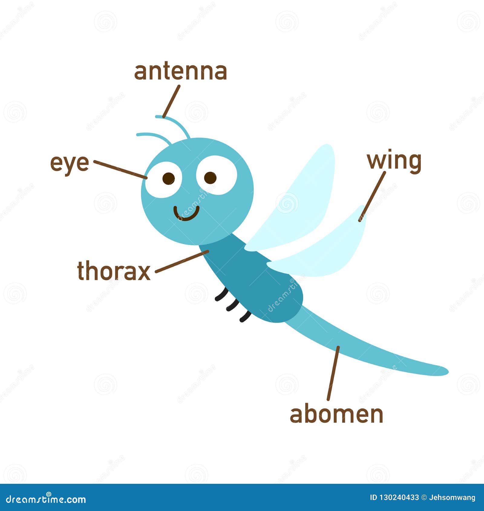 Dragonfly Vocabulary Part of Body.vector Stock Vector - Illustration of ...