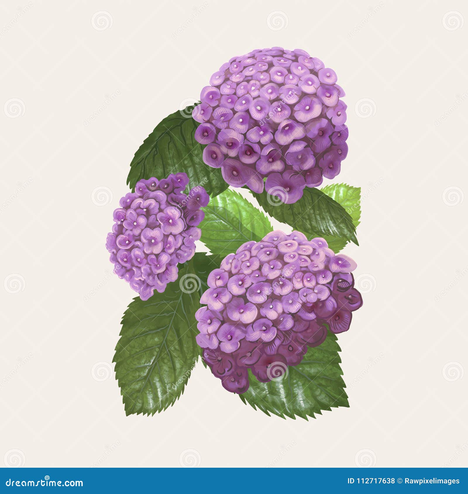 Illustration Drawing of Beautiful Hydrangea Stock Illustration ...