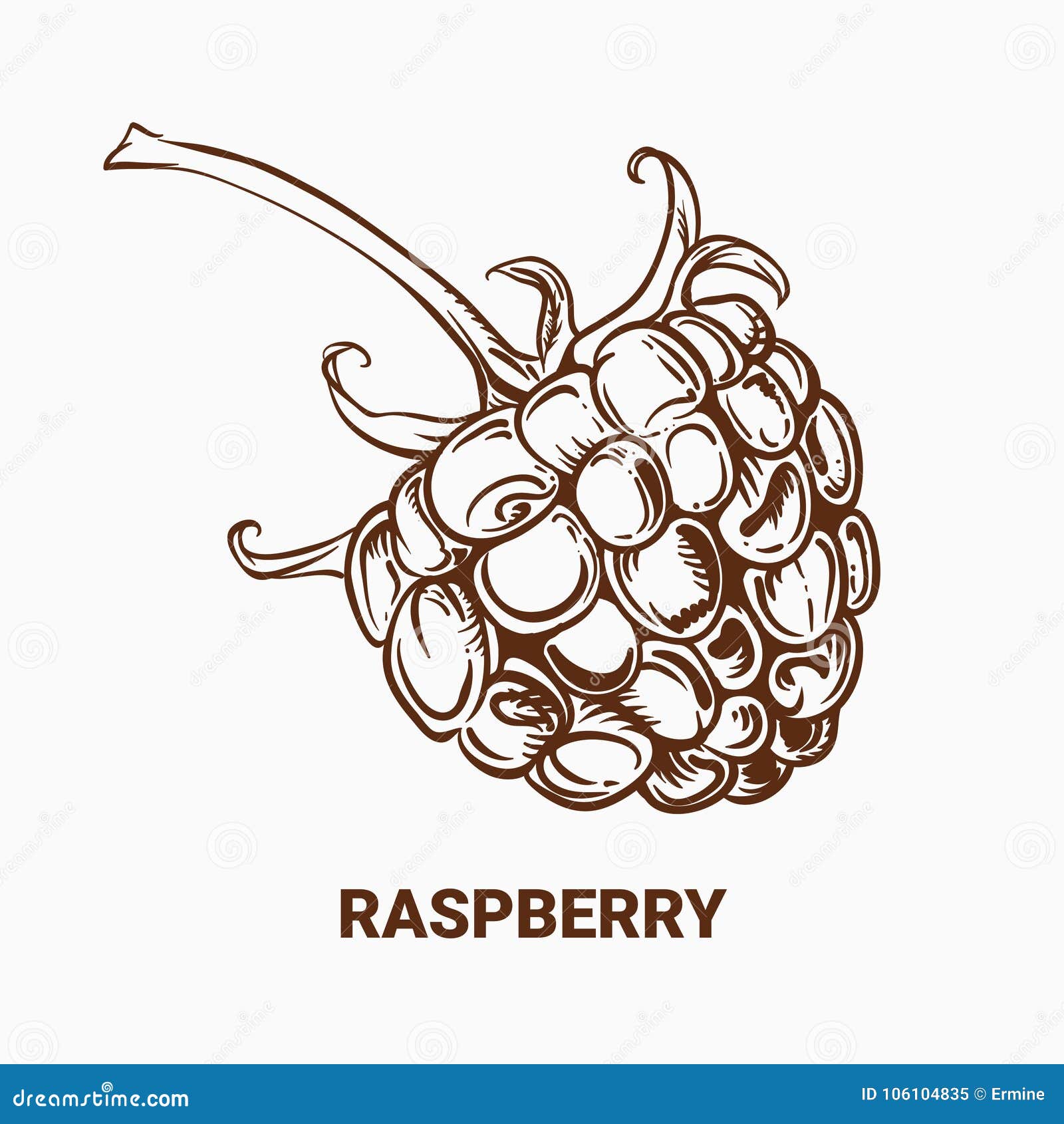 Illustration of Drawing Raspberry. Hand Draw Illustration for De Stock ...