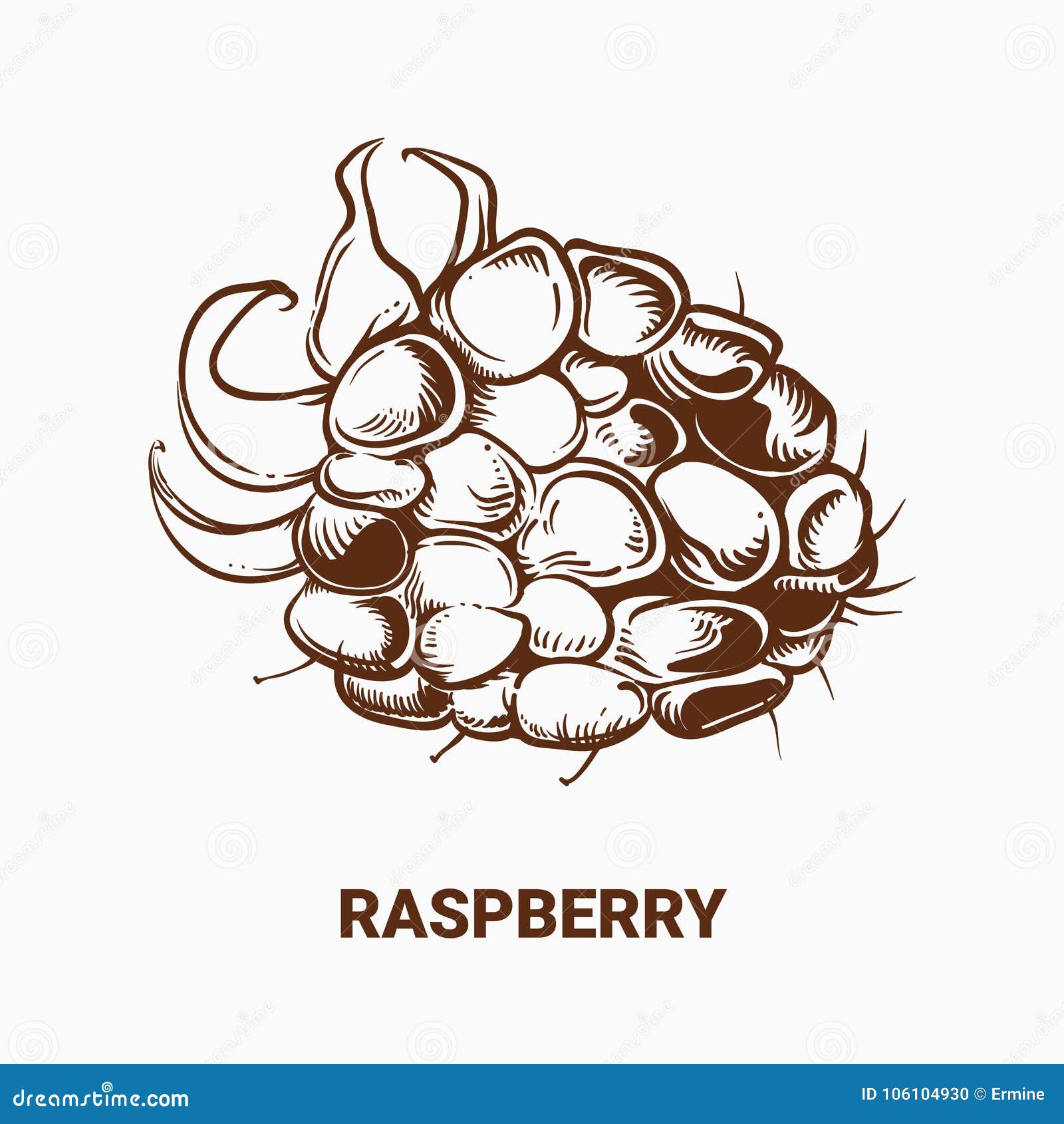 Illustration of Drawing Raspberry. Hand Draw Illustration for De Stock ...